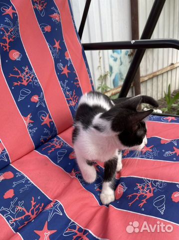 Катёнок 3 месяца