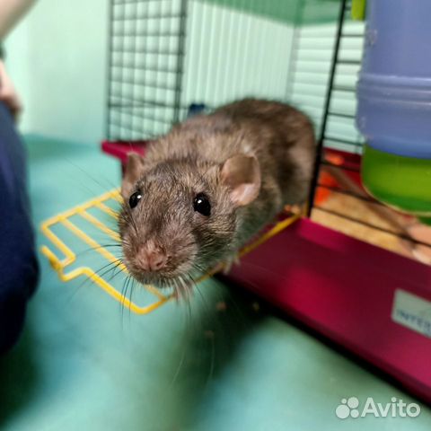 Декоративная крыса