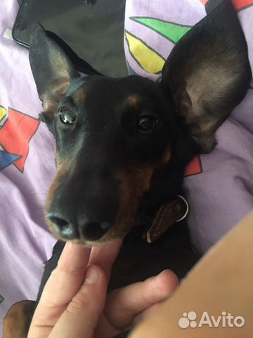 Собака в добрые руки доберман