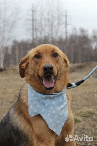 Я буду хорошим другом Забери меня домой