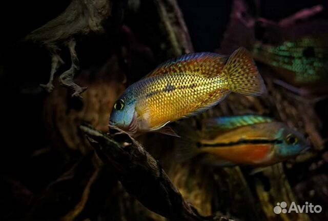 Никарагуанская пара