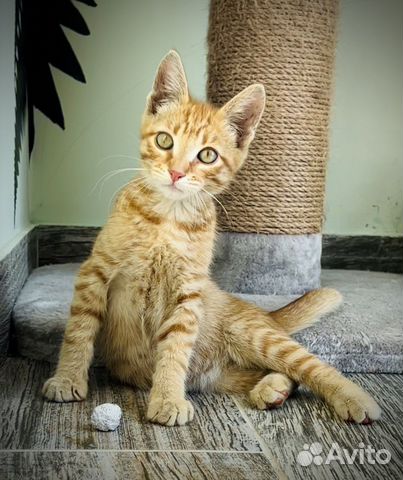 Котенок футболист Гоша в добрые руки