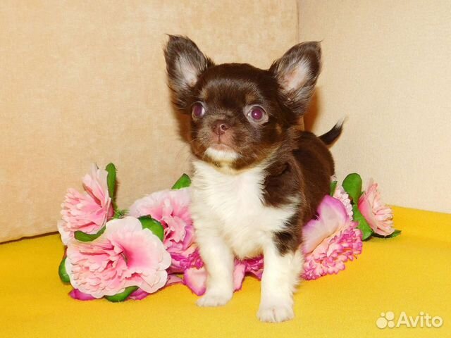 Шаня девочка чихуахуа