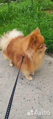 Вязка шотландского шпица