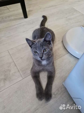 Котенок в добрые руки