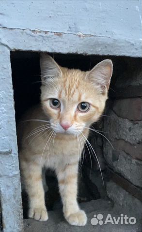 Котенок мальчик ищет дом