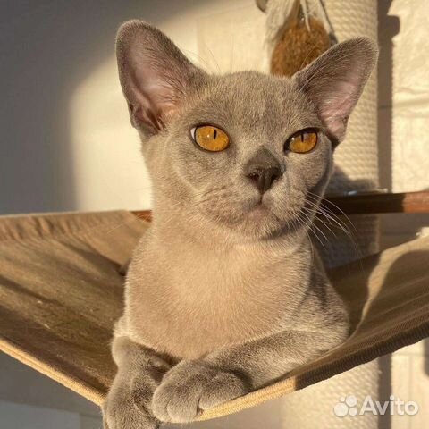 Бурманская кошка
