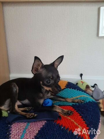 Мини той-терьер