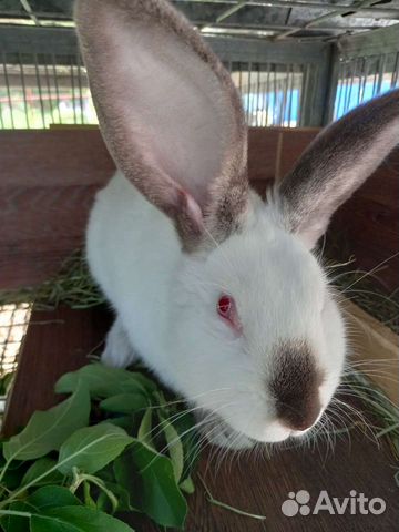 Кролики на племя