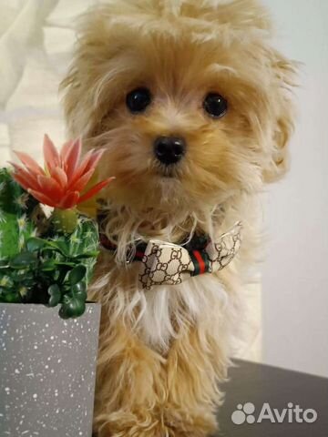 Мальтипу f1 mini