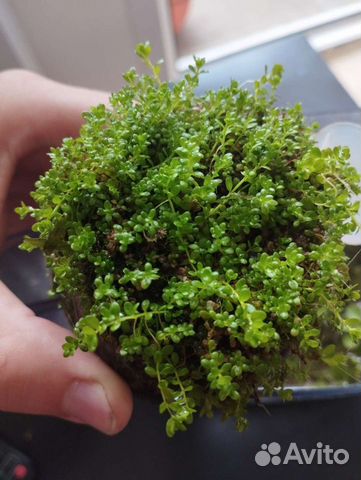 Хемиантус куба