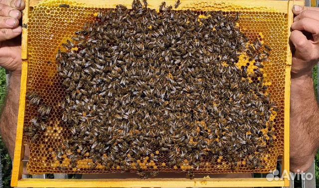 Отводки пчел. Карпатка F1, 2022