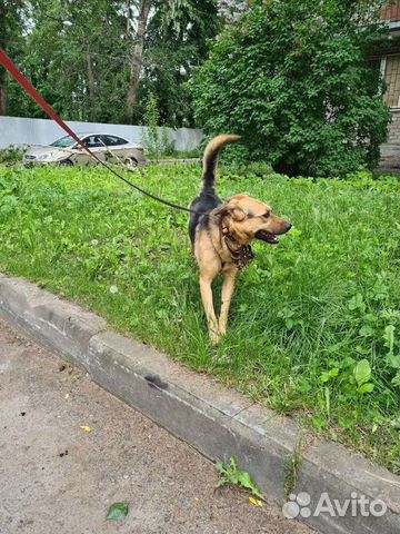 Собака из приюта в добрые руки бесплатно