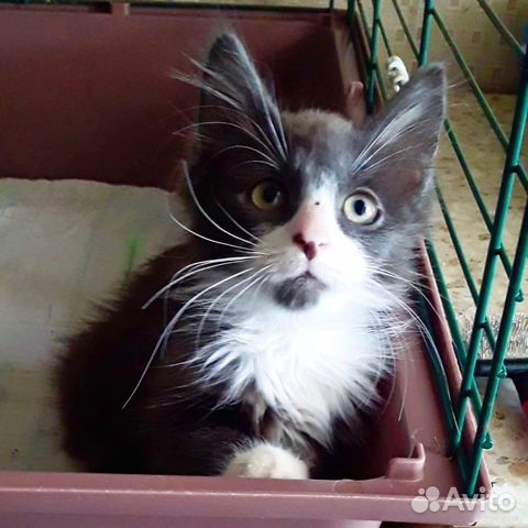 Котята Пушистый Дым с веснушкаии дар в добрые руки