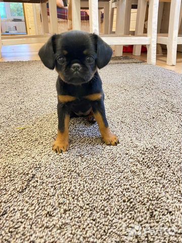 Щенок пти брабансона девочка