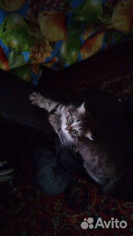 Кошки шотландцы