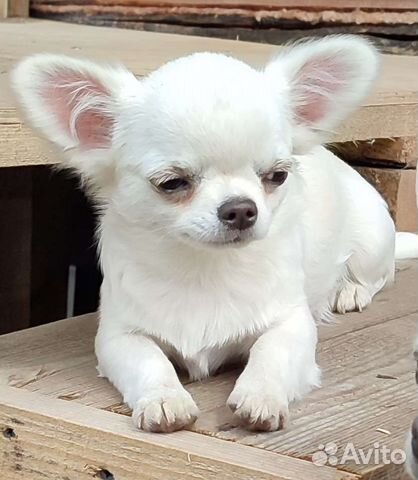 Щенки чихуахуа длинношерстные