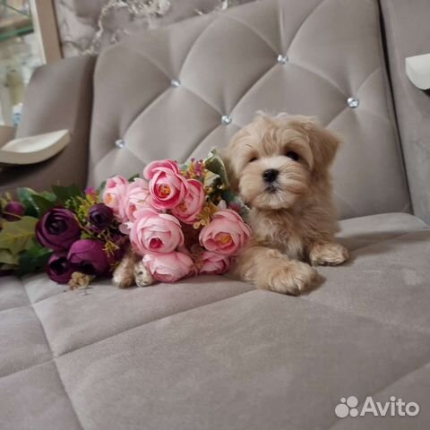 Мальтипу мини