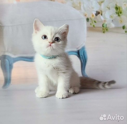 Синеглазая нежная кошечка