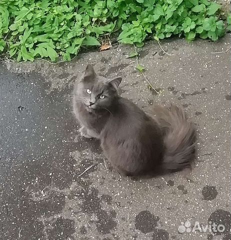 Спасите котенка