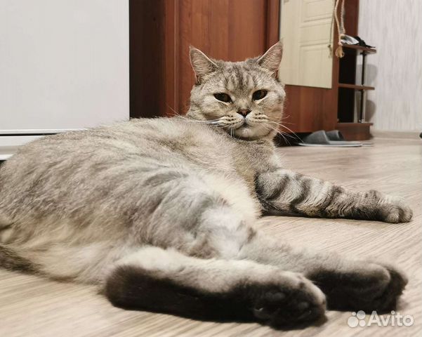 Котята в добрые руки бесплатно