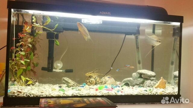 Гурами жемчужный