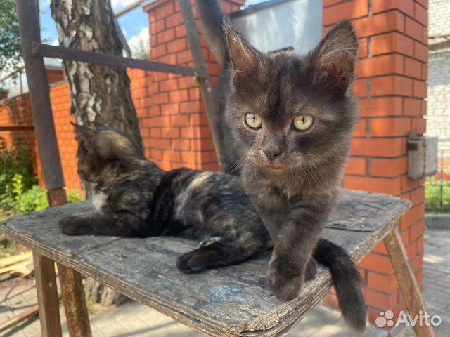 Кошка