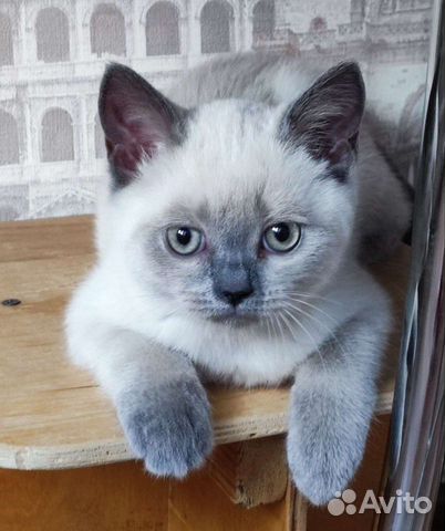 Шотландская