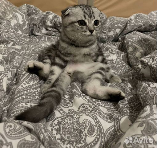 Британская вислоухая кошка