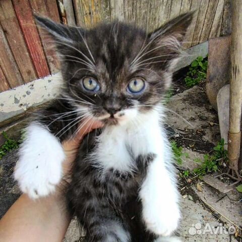 Котята в добрые руки бесплатно