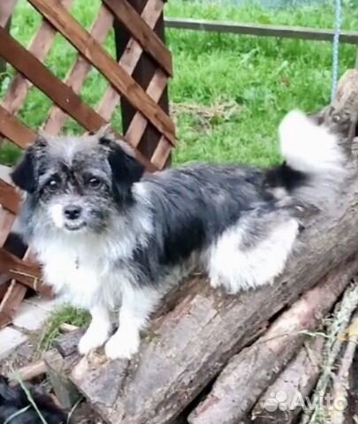 Маленькая собачка ищет дом