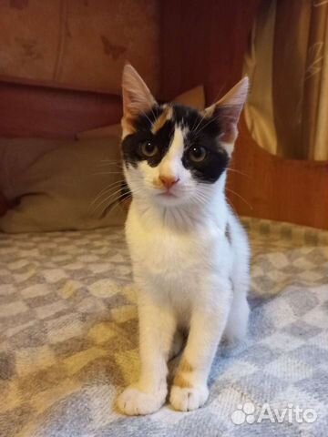 Котята для души