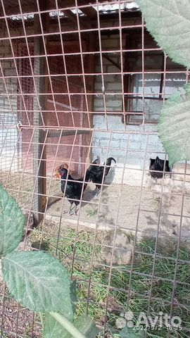 Молодые петушки ухей илюй