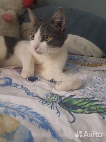 Коська ищет дом