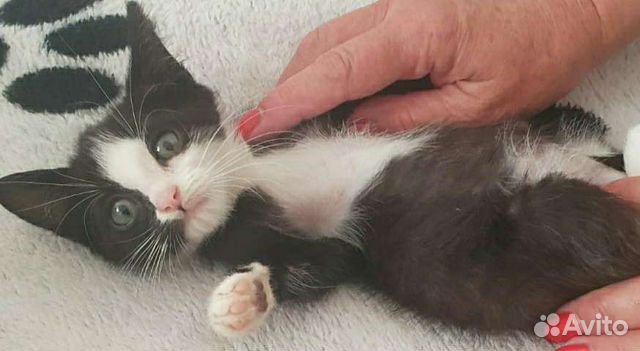 Котенок Филипок