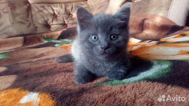 Британские котята