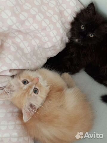 Шотландские прямоухие котята