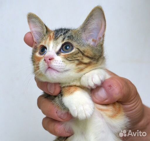 Трёхцветинка Лизочка ищет дом