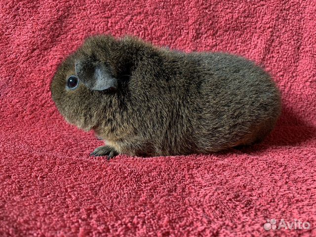 Морская свинка Тедди, девочка