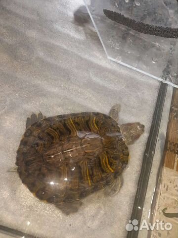 Черепахи бесплатно в хорошие руки красноухие