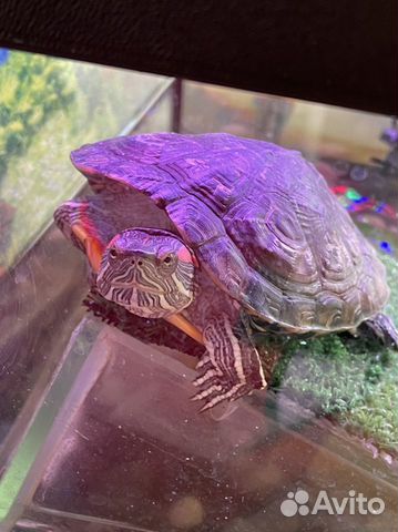 Красноухая черепаха с аквариумом