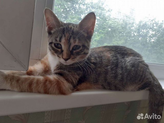 Котёнок