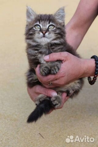 Касьян в дар