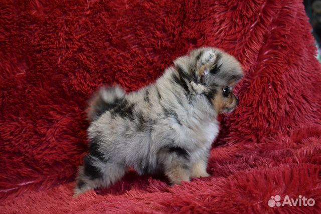 Шпиц - мерле много не бывает