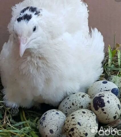 Перепела продажа