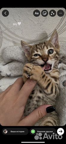 Бенгальские котята