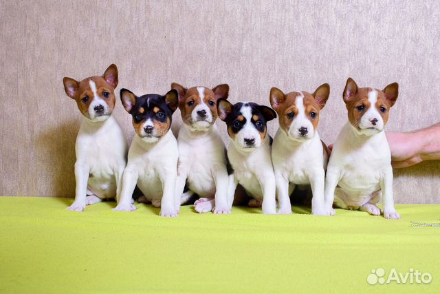 Басенджи щенки