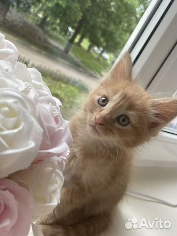 Маленькое солнышко ищет родителей