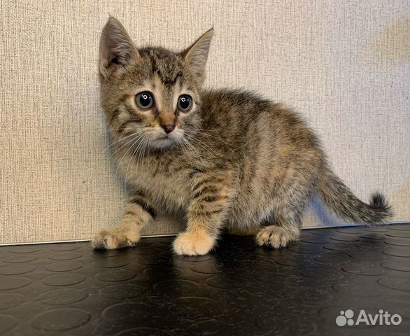Котенок в добрые руки