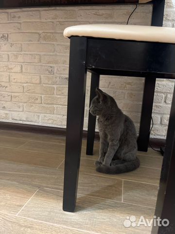 Британский котенок